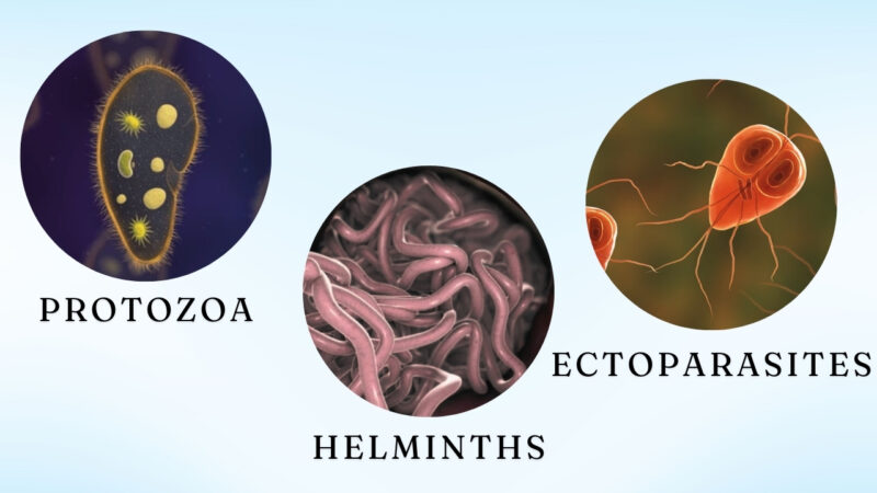 Signs of Parasitic Infections - 10 Key Symptoms Explained - Iaas Med